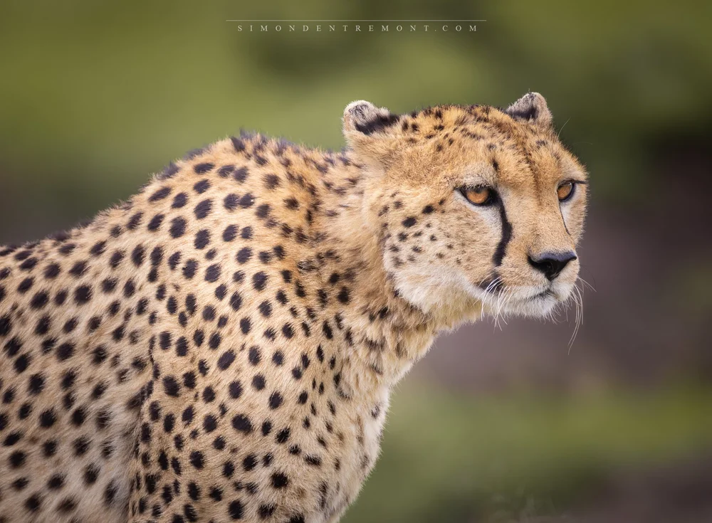 Workshops — Simon d'Entremont Photography