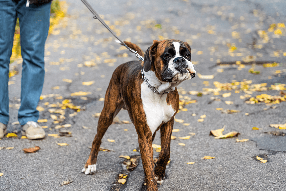MRI Imaging That Changed A Dog's Diagnosis — MRI Vets