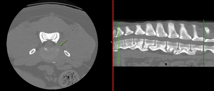 MRI Imaging That Changed A Dog's Diagnosis — MRI Vets