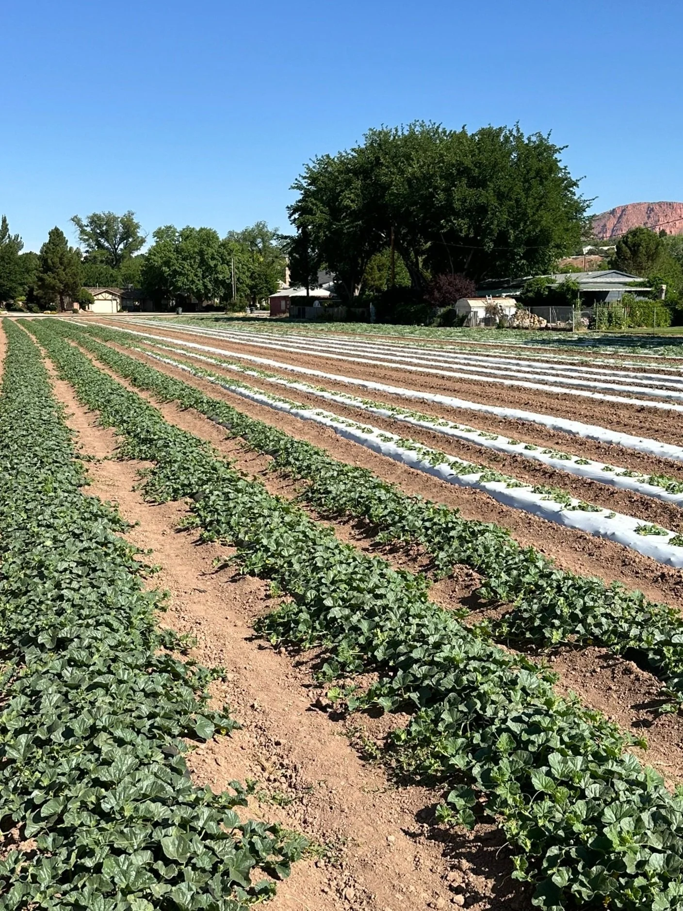 Frei's Fresh Produce | Fruit | Vegetables | Dairy & Eggs | Pantry Items ...