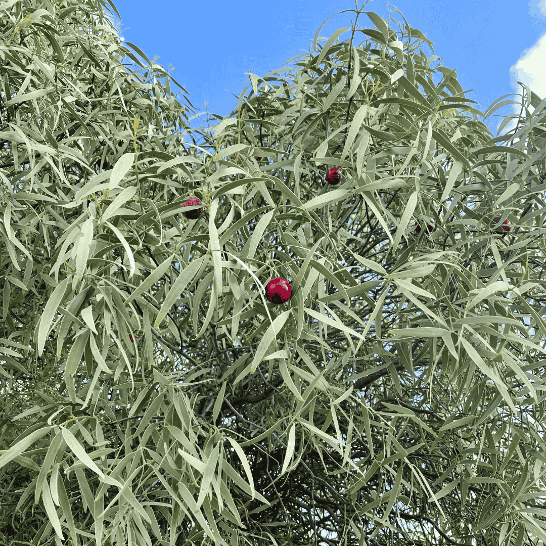 Lilly Pilly Frozen 100g — Creative Native Foods