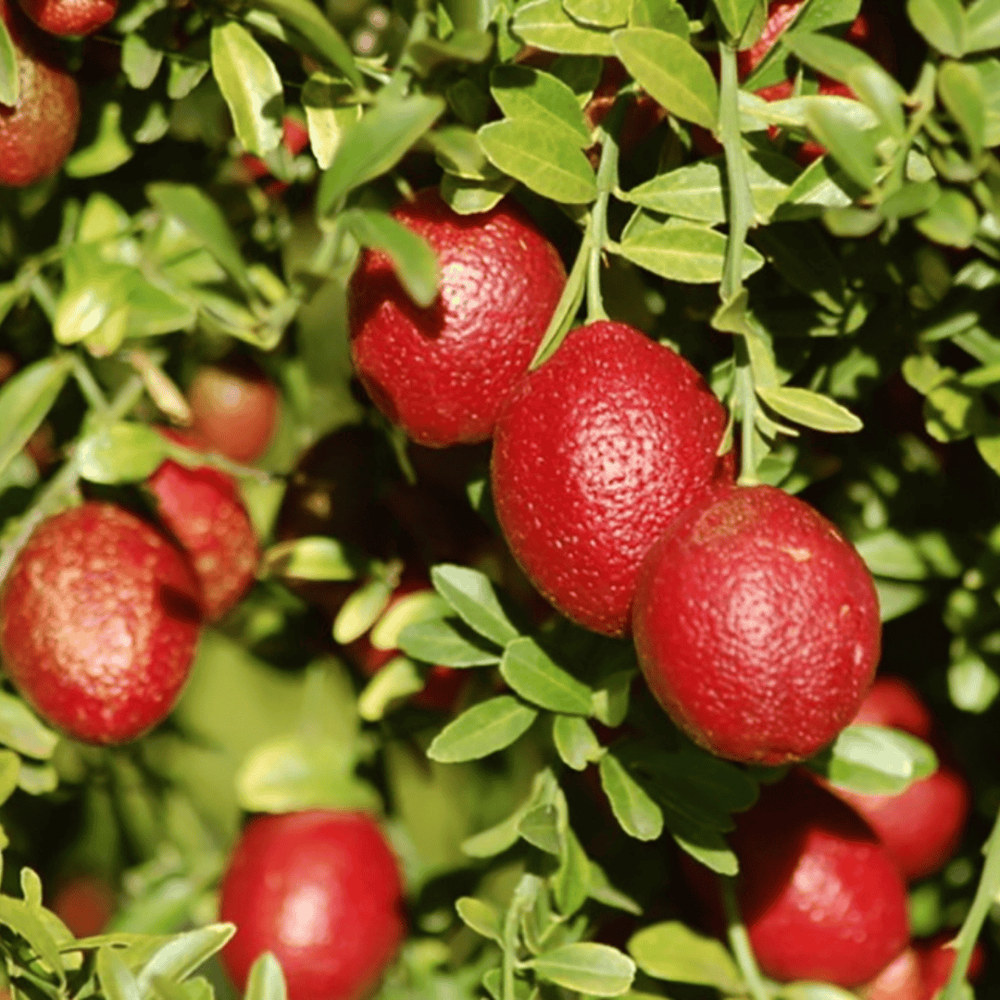 Lilly Pilly Frozen 100g — Creative Native Foods