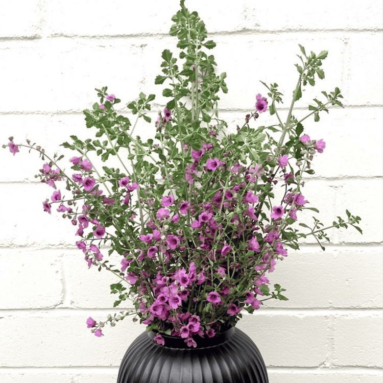 Rivermint Ground 15g — Creative Native Foods