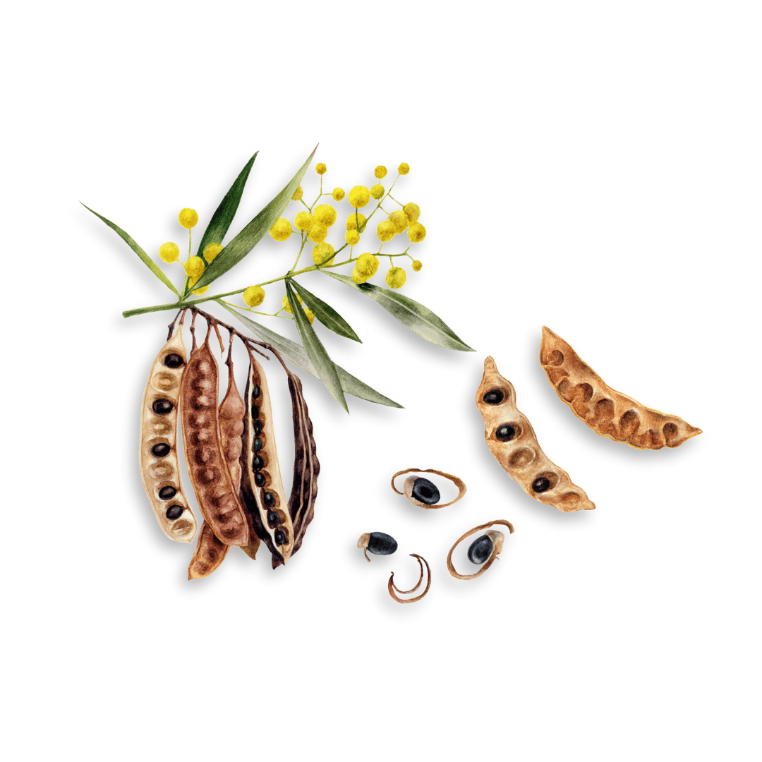 Bunya Nut Frozen 100g — Creative Native Foods