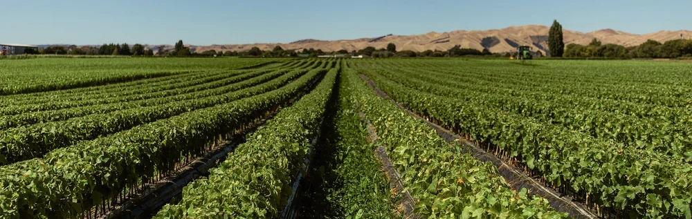 Our Grapevines, Products and Services | Ormond Nurseries — Ormond Nurseries