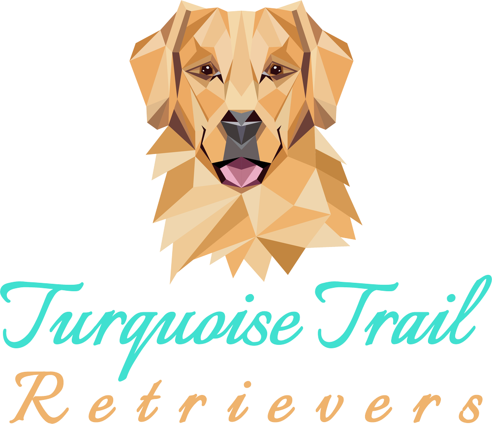 Golden Retriever Lifespan: Complete Owner’s Guide — Turquoise Trail ...