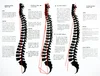 The Institute of Classical Osteopathy | Discover Classical Osteopathy Today