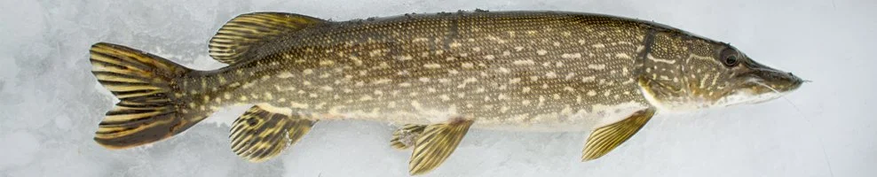 About Lake Attitash — Lake Attitash Association