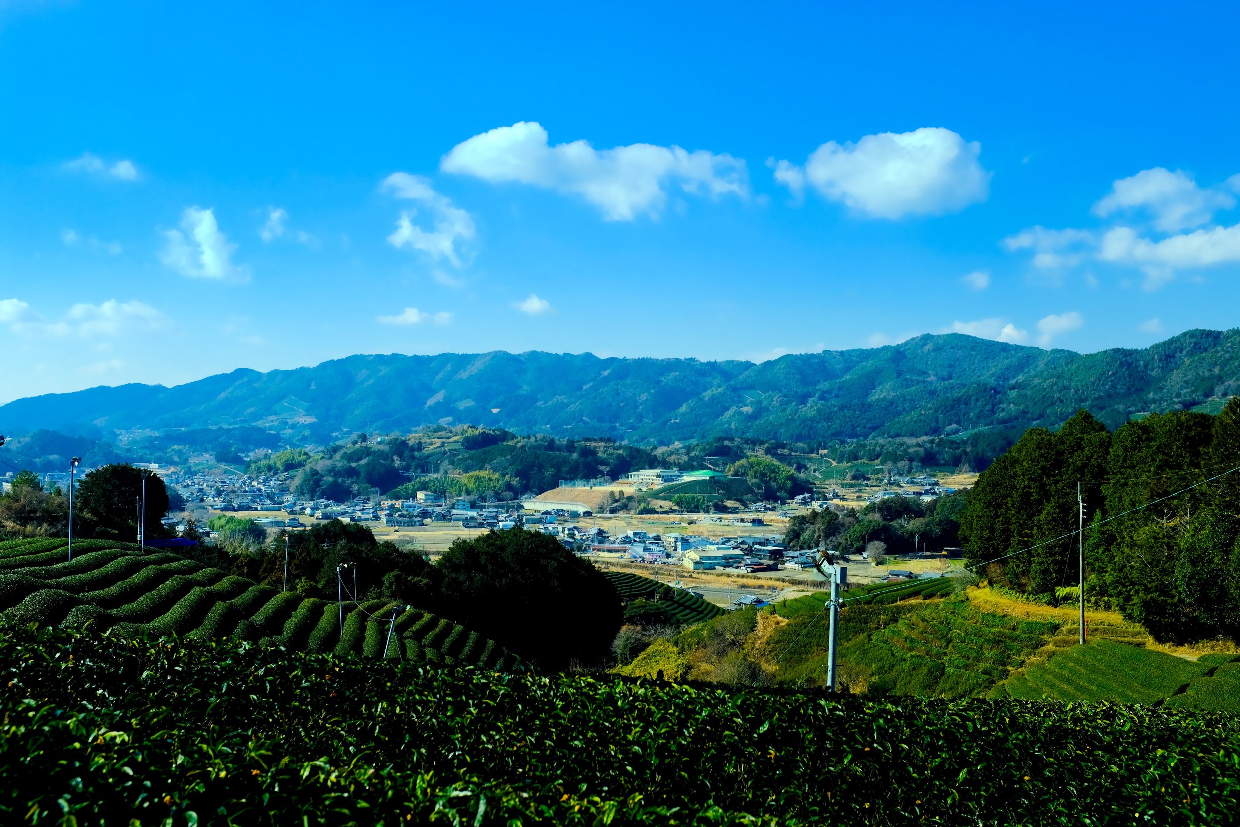 Kyoto Obubu Tea Farms — gentle artefacts