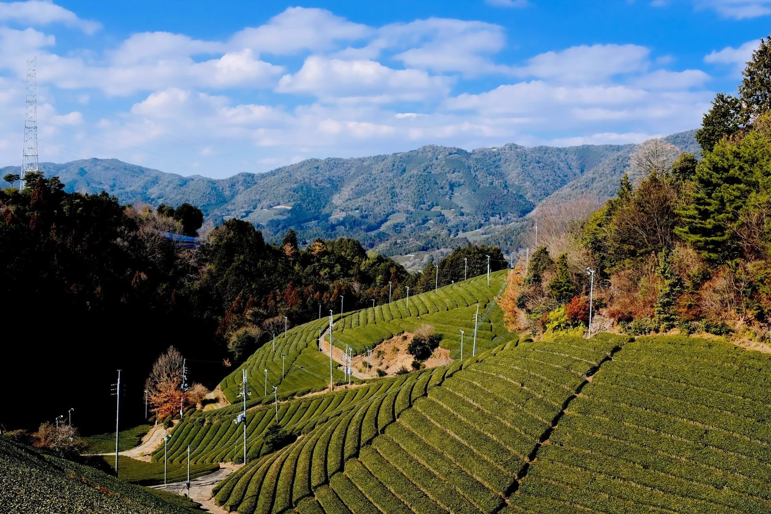 Kyoto Obubu Tea Farms — gentle artefacts