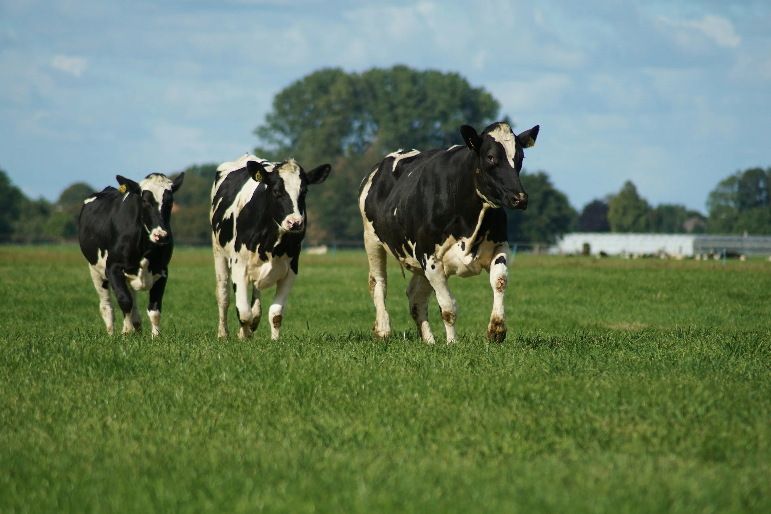 South Wales Farm Vets | Expert Farm Animal Care - Contact Us