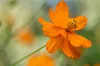 Resilient UK grasses and herbaceous perennials that cope with wet to ...