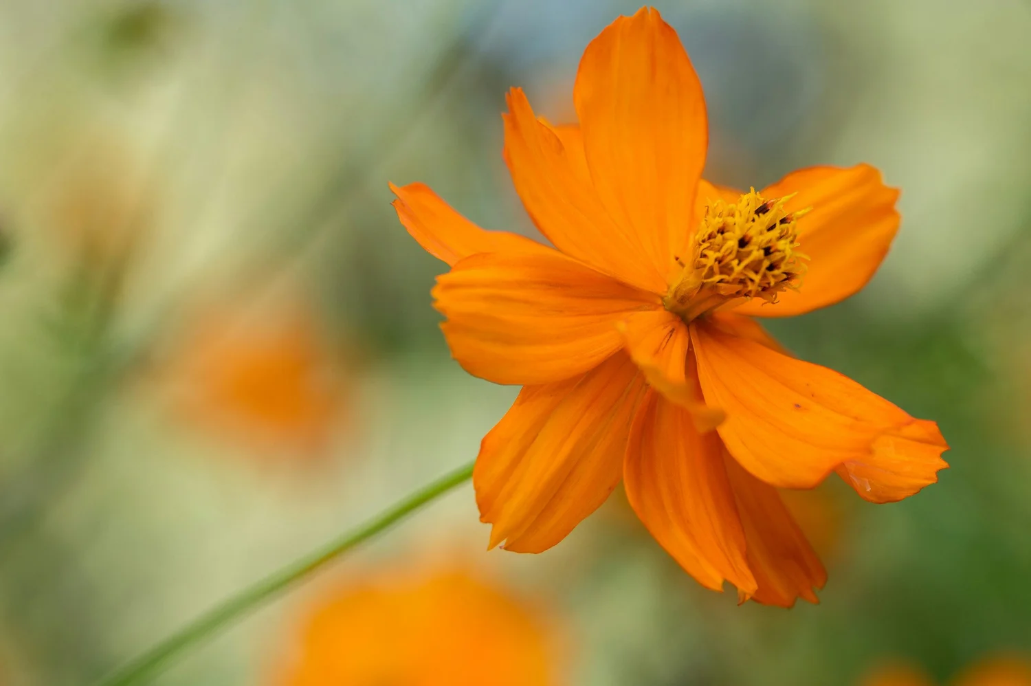 Resilient UK grasses and herbaceous perennials that cope with wet to ...