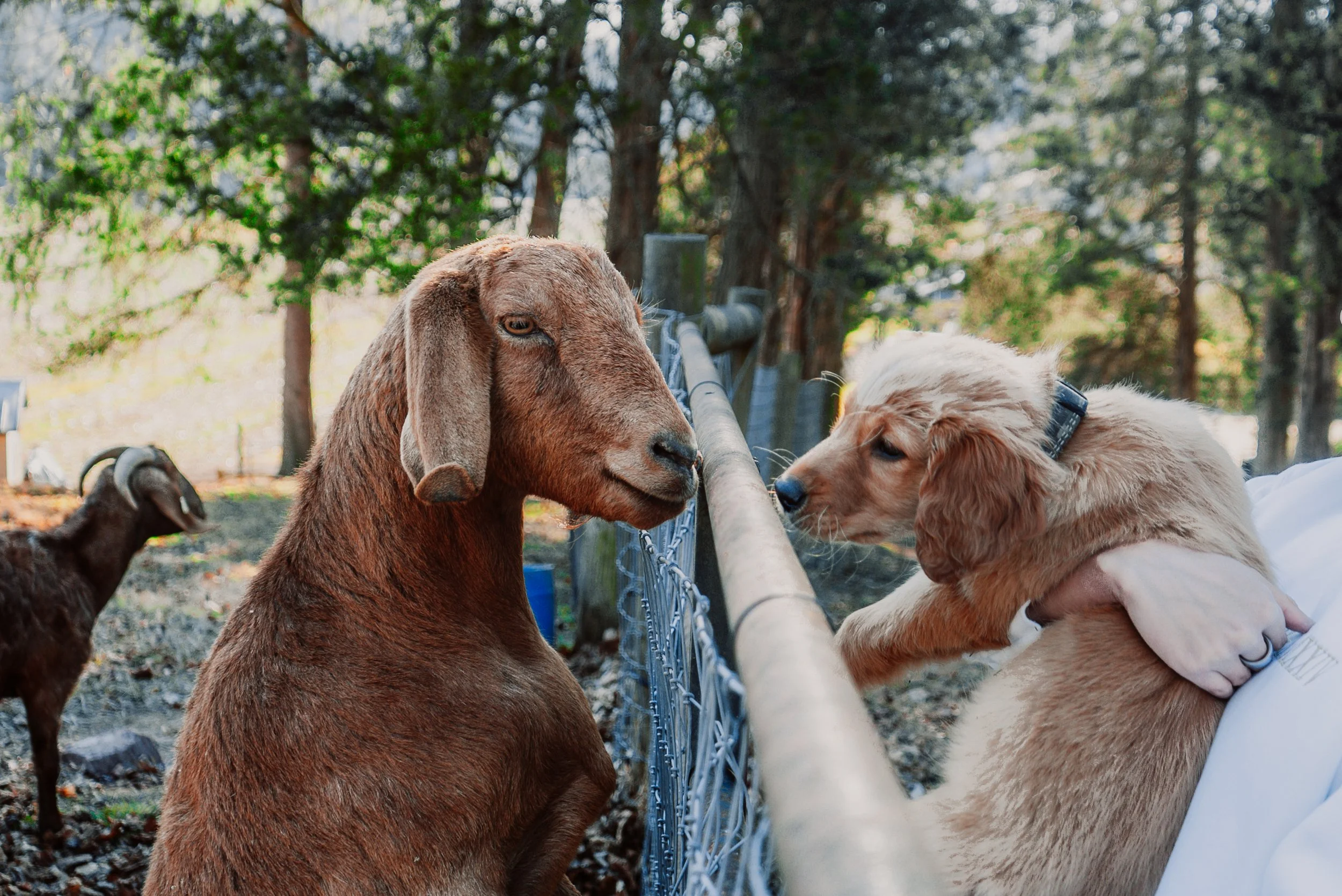 Amazing grazing, llc