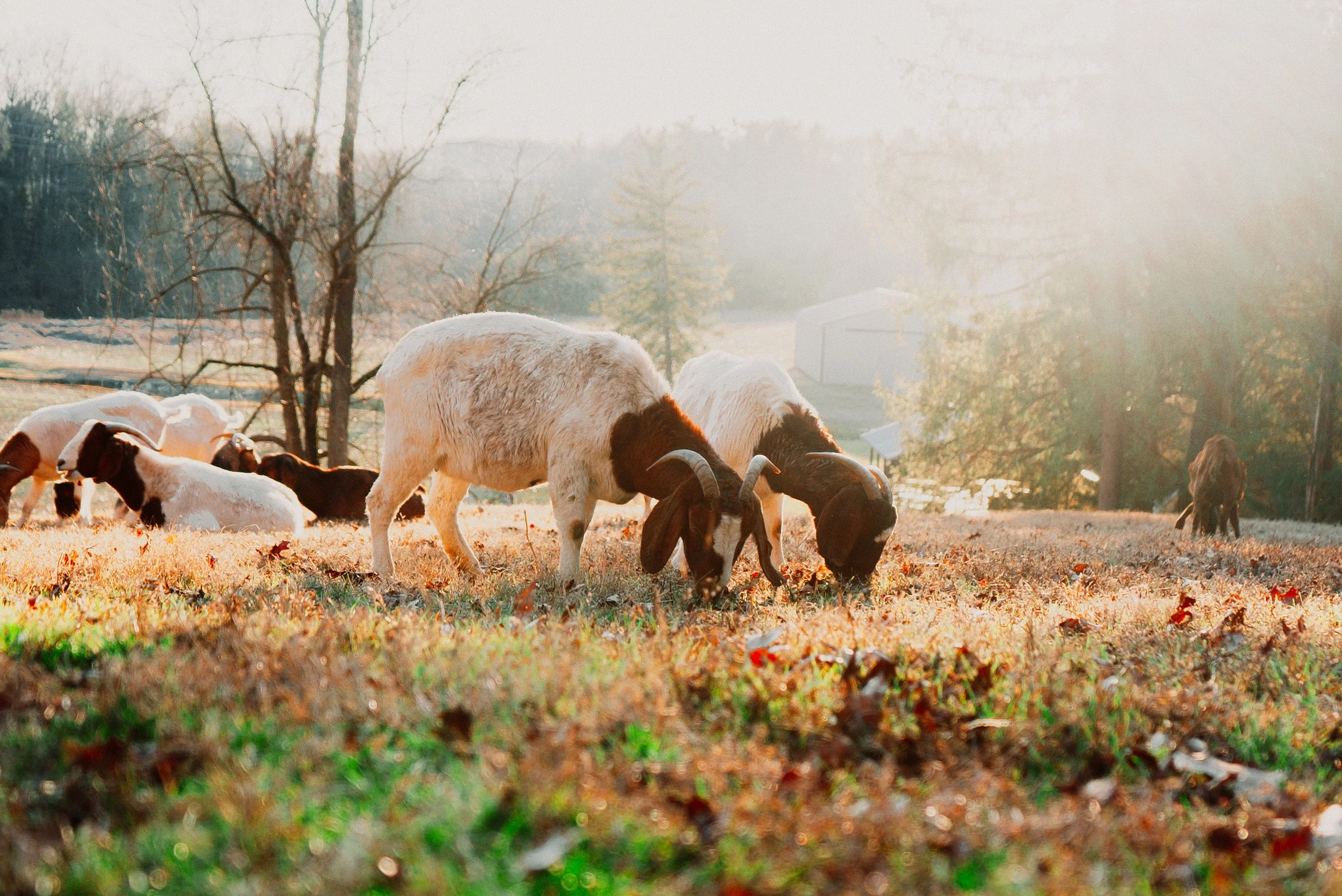 Amazing grazing, llc