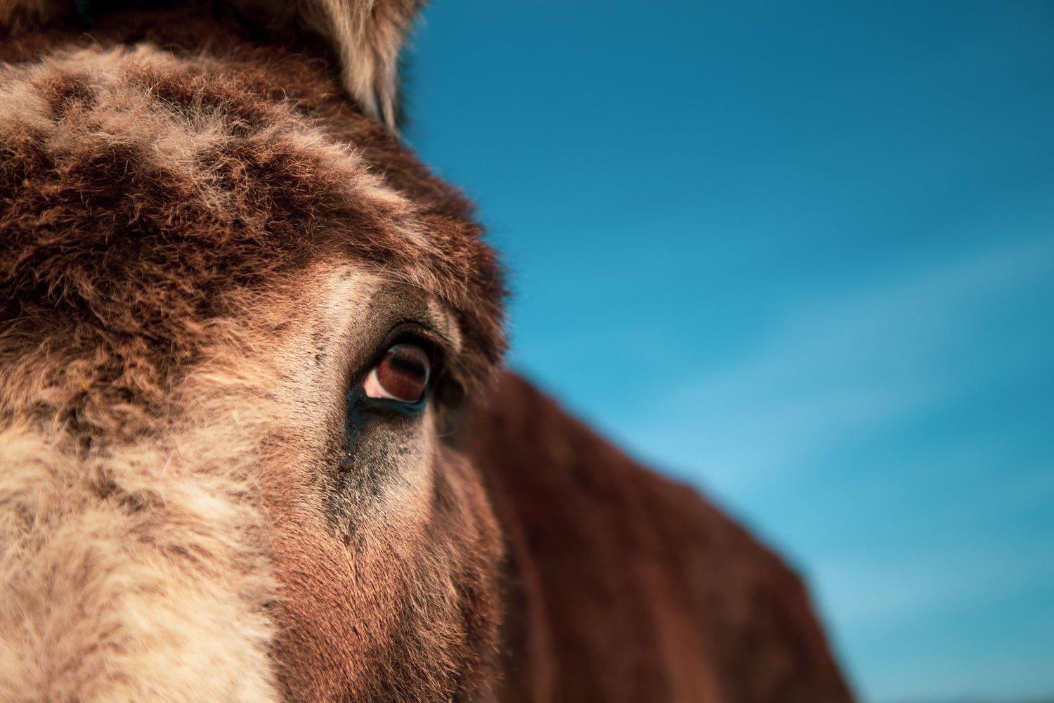 Donate — Farmersfield Rest-home for Elderly Donkeys