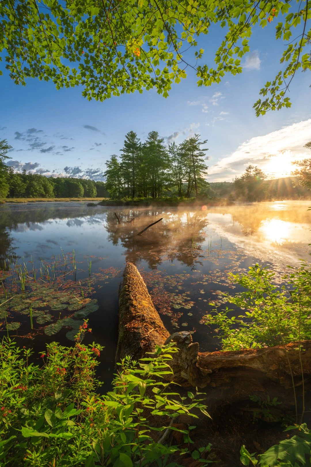 Nature for Massachusetts Coalition