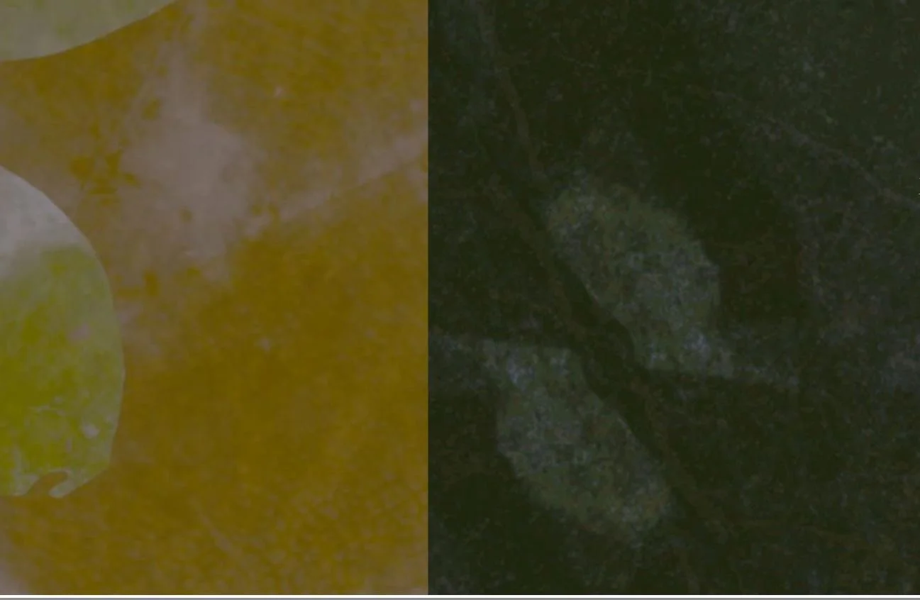 Mary Ann Thompson Frenk