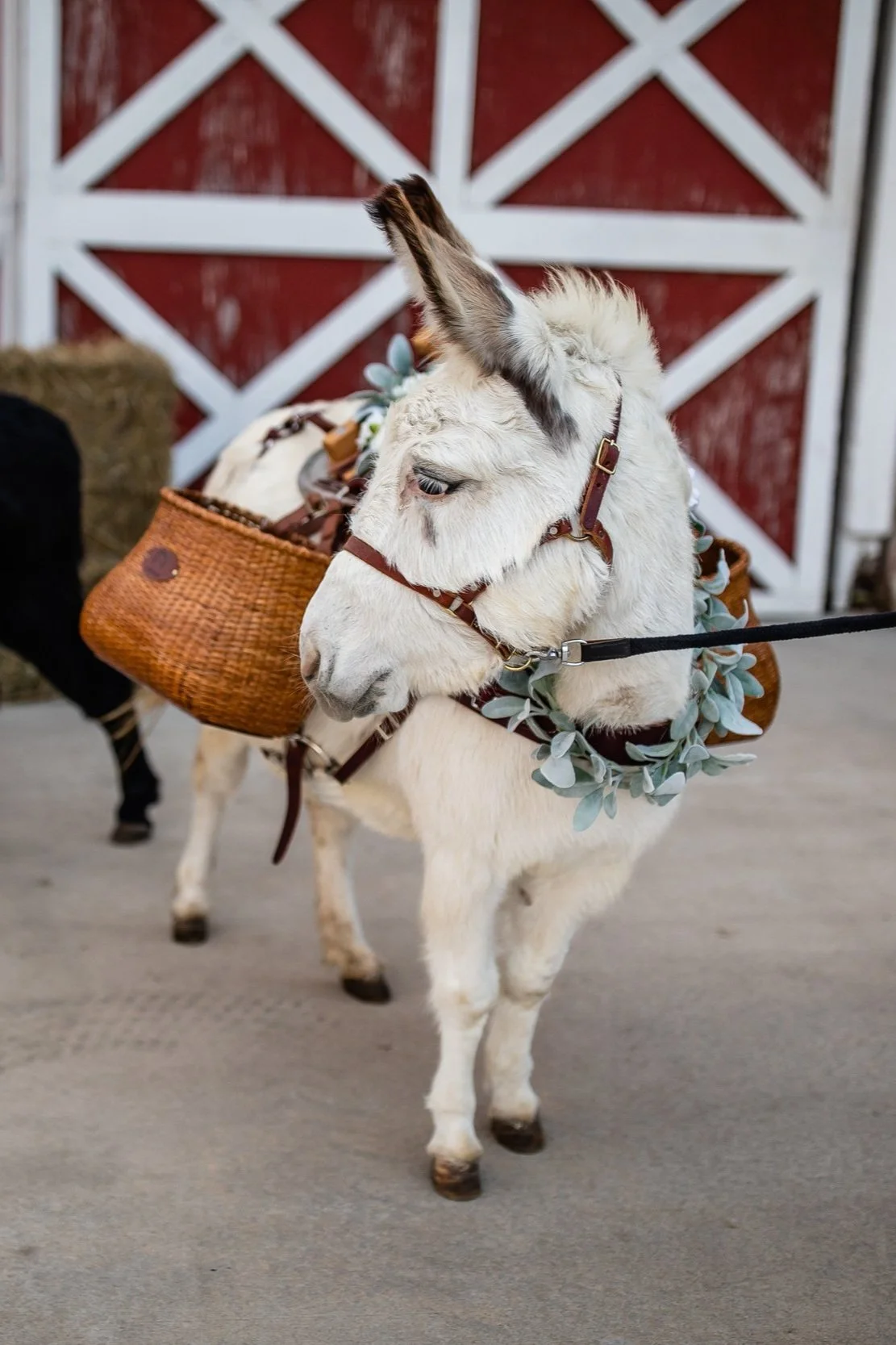 Beverage Burros — Funny Ass Farm