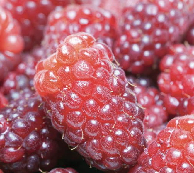 Loganberry: The Iconic Drink of Western New York & Southern Ontario ...