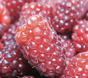 Loganberry: The Iconic Drink of Western New York & Southern Ontario ...
