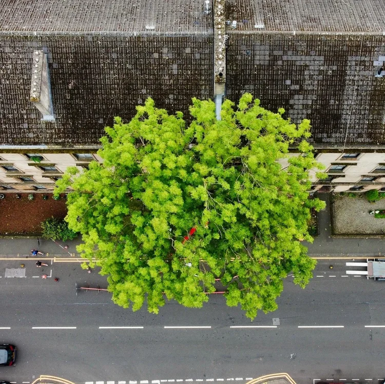 The Argyle Street Ash | Woodland Trust Tree of the Year 2025 | Glasgow ...