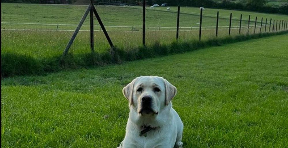 Corner Meadow Dog Paddock | Book Your Spot Today