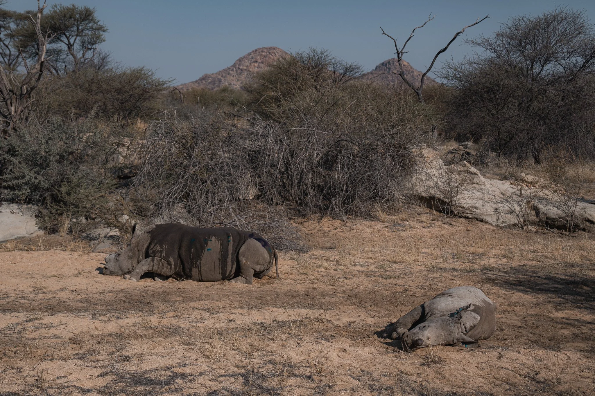 Rhinos and Ecosystems: Why Saving One Species Saves Many — Erora Rhino ...