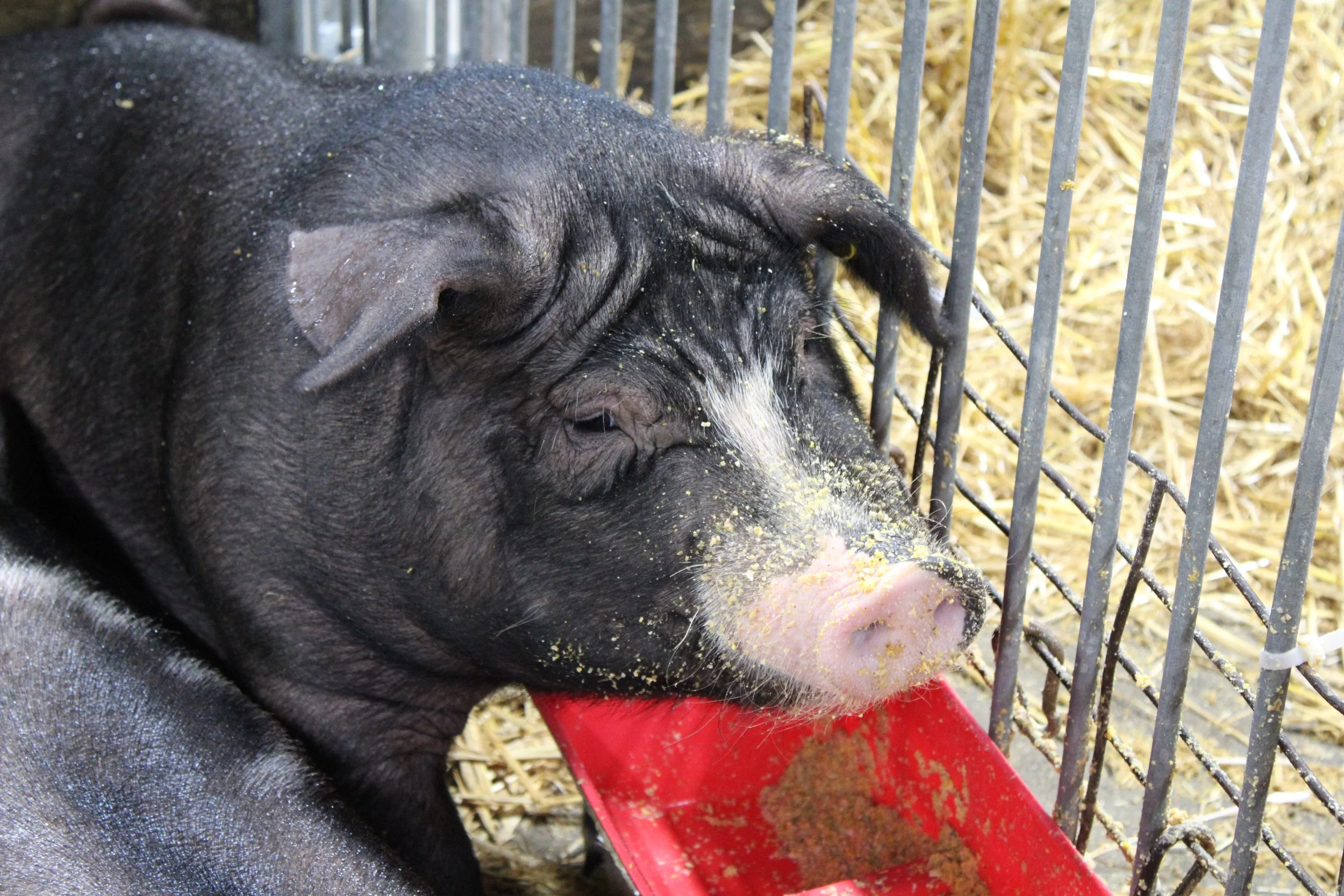 Media | Explore Livestock News — Keystone International Livestock ...