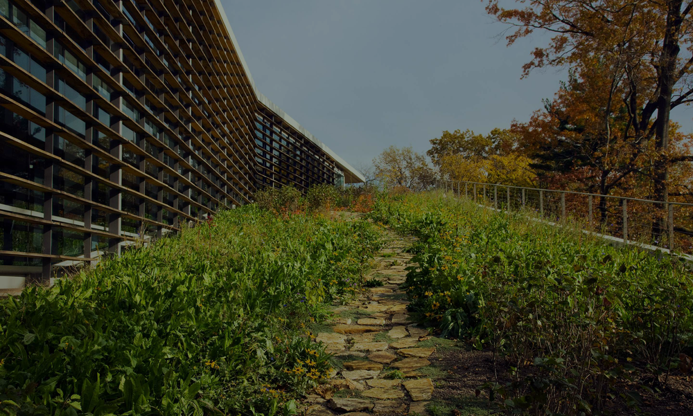 Fresh Meadows Vision