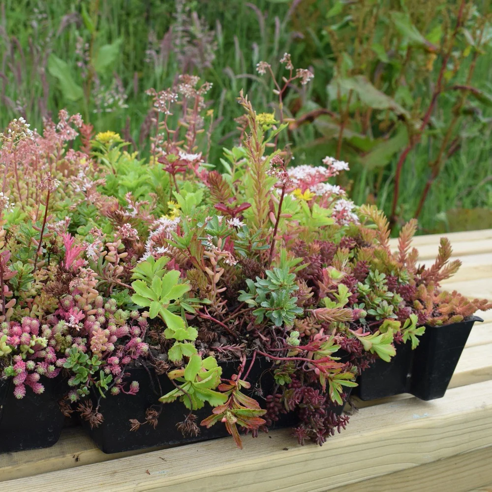 Sedum Green Roof - Ecological Green Roofs