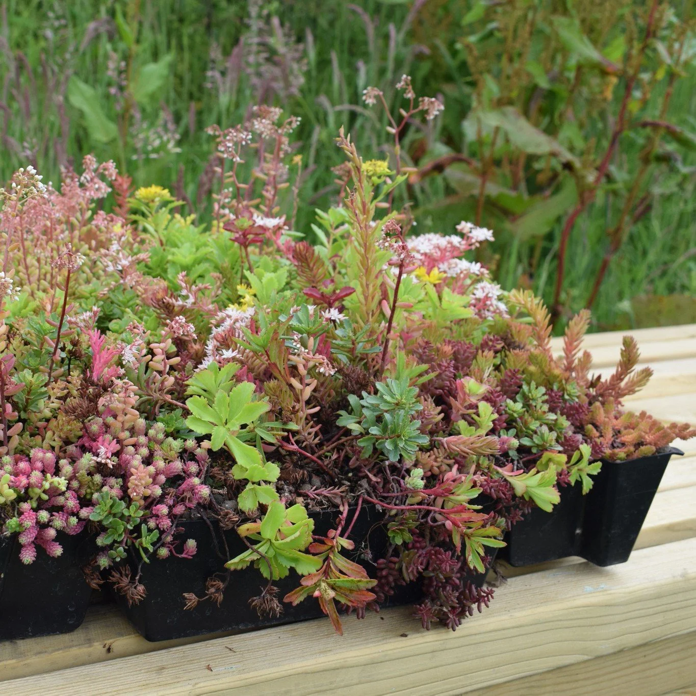 Sedum Green Roof - Ecological Green Roofs