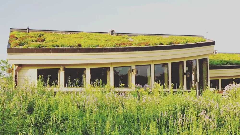 Our Systems & Plant Varieties — Sedum Green Roof
