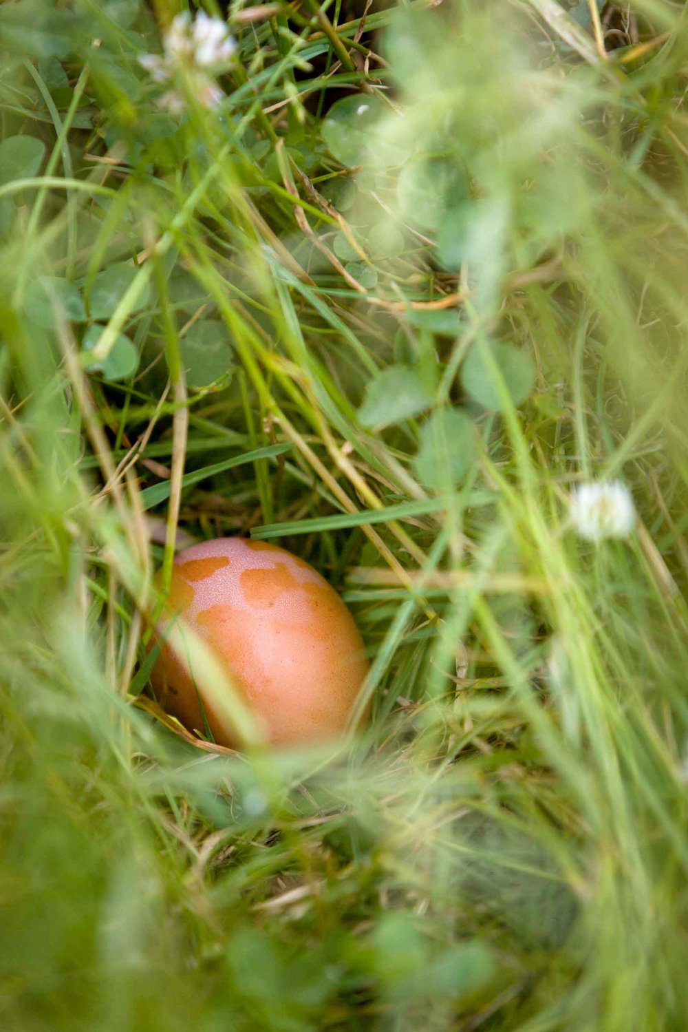 Otaika Valley Free Range Eggs - New Zealand