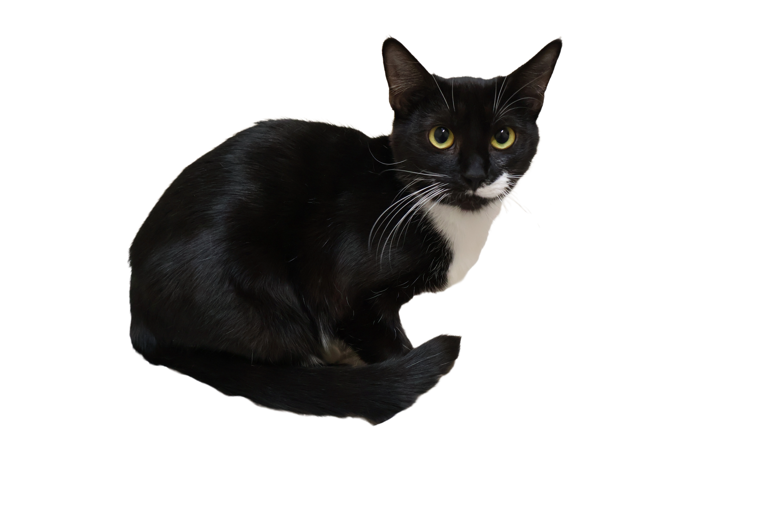 SUGAR & SPICE CAT RESCUE