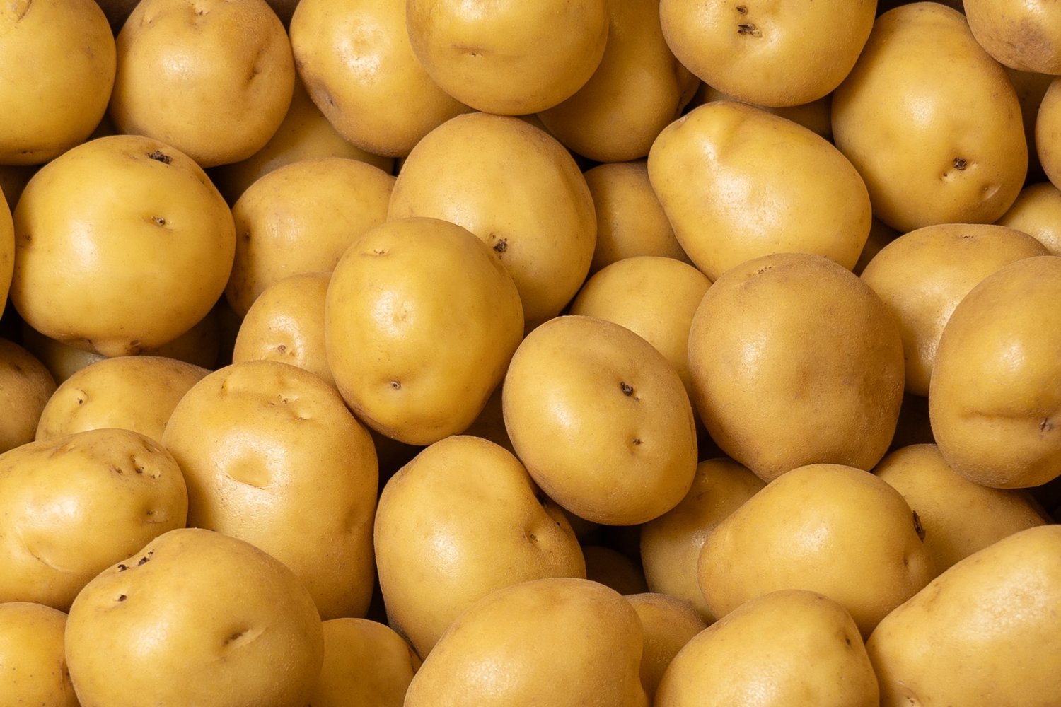 Organic Vegetables — terra freska