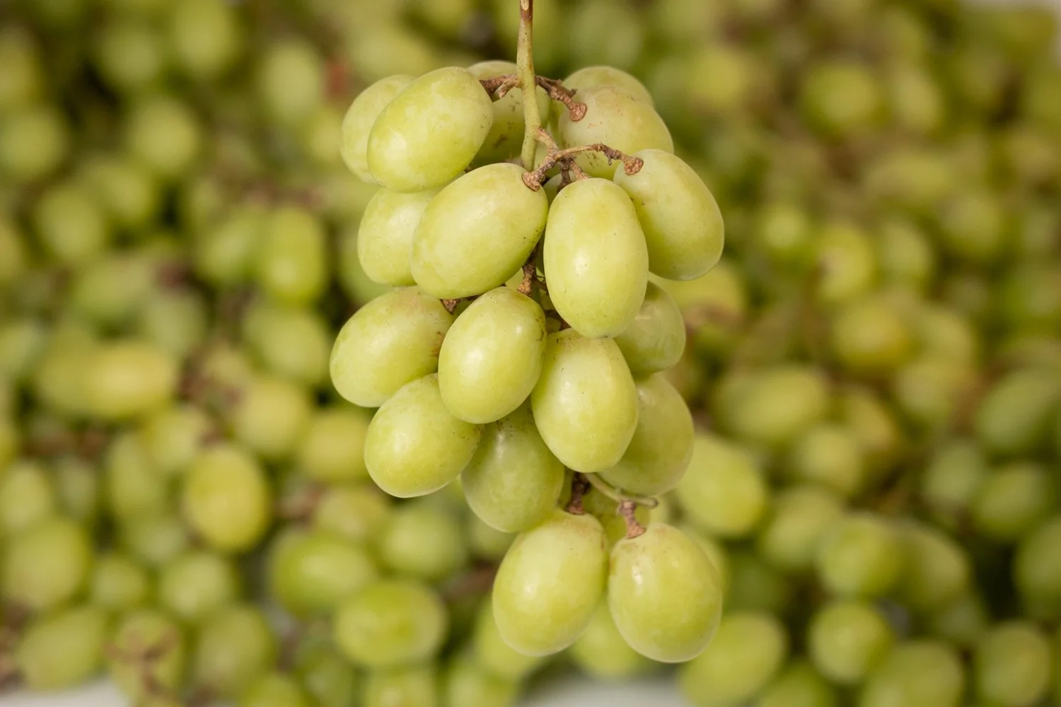 Organic Fruits — terra freska