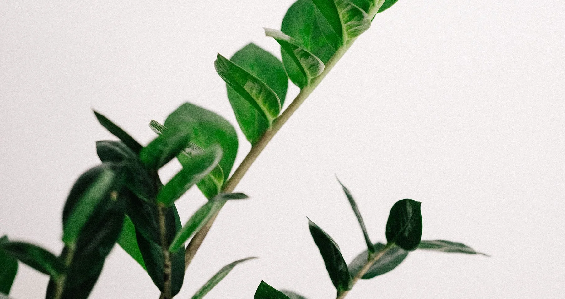 The Yoga Plant