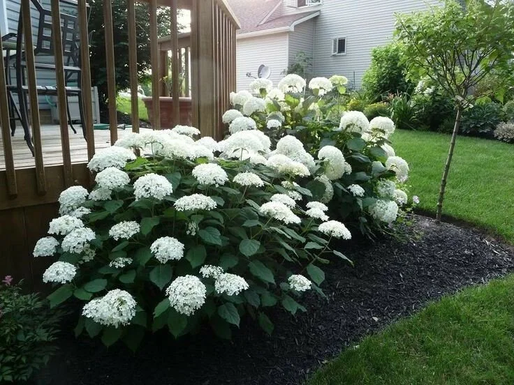 Best Plants for Toronto Gardens | Expert Guide & Planting Services — Mr ...
