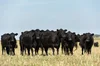 Butcher House Meats & Market | Shop Fresh Prime Meats Today