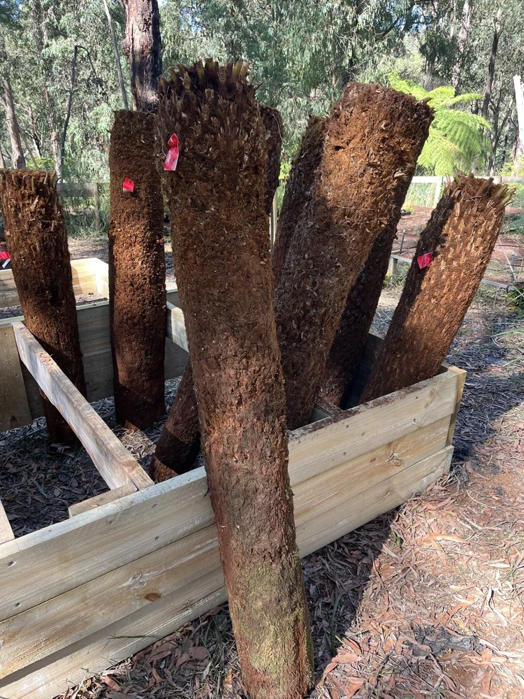 treeferns.com.au | Browse Our Tree Ferns