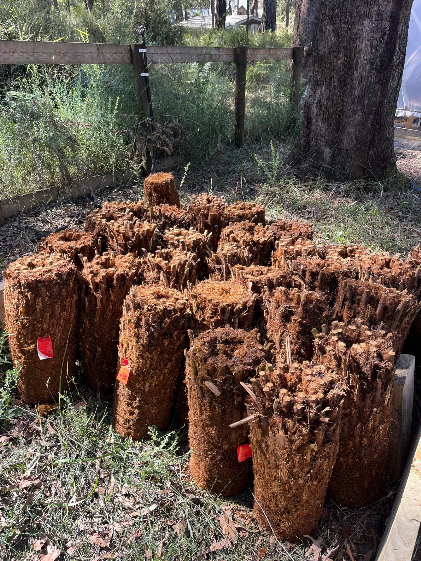treeferns.com.au | Browse Our Tree Ferns