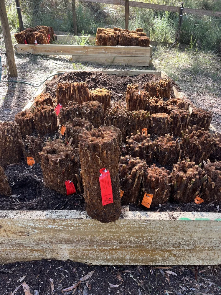 treeferns.com.au | Browse Our Tree Ferns