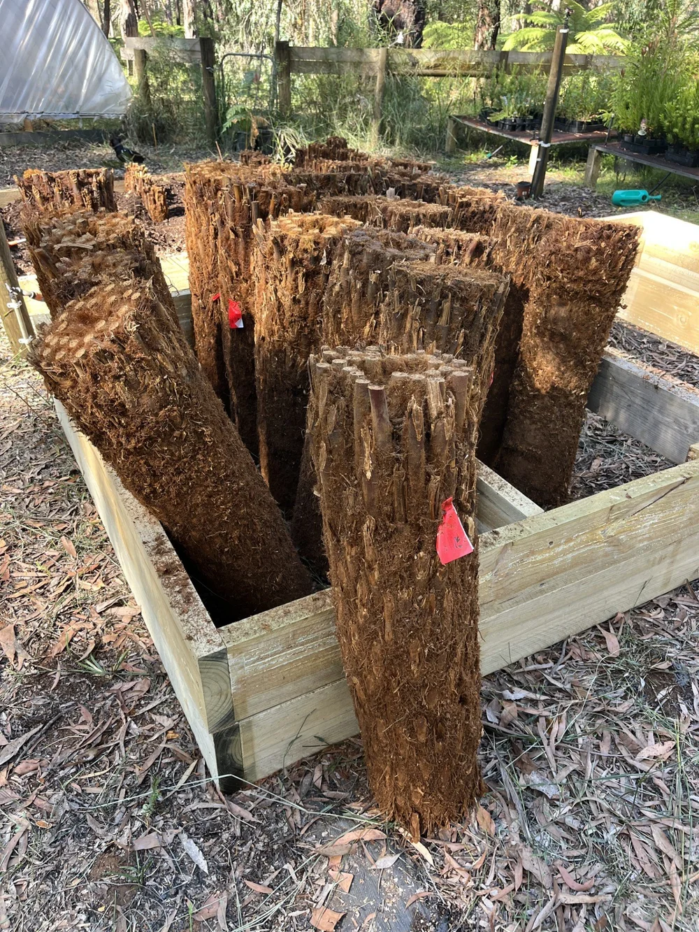 treeferns.com.au | Browse Our Tree Ferns