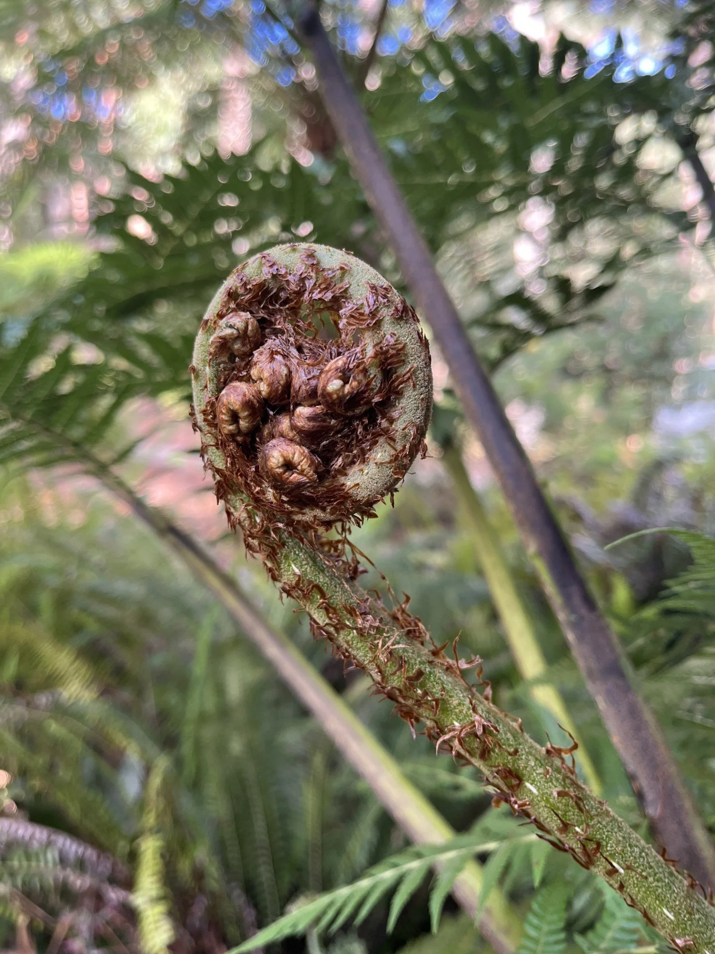 treeferns.com.au | Browse Our Tree Ferns