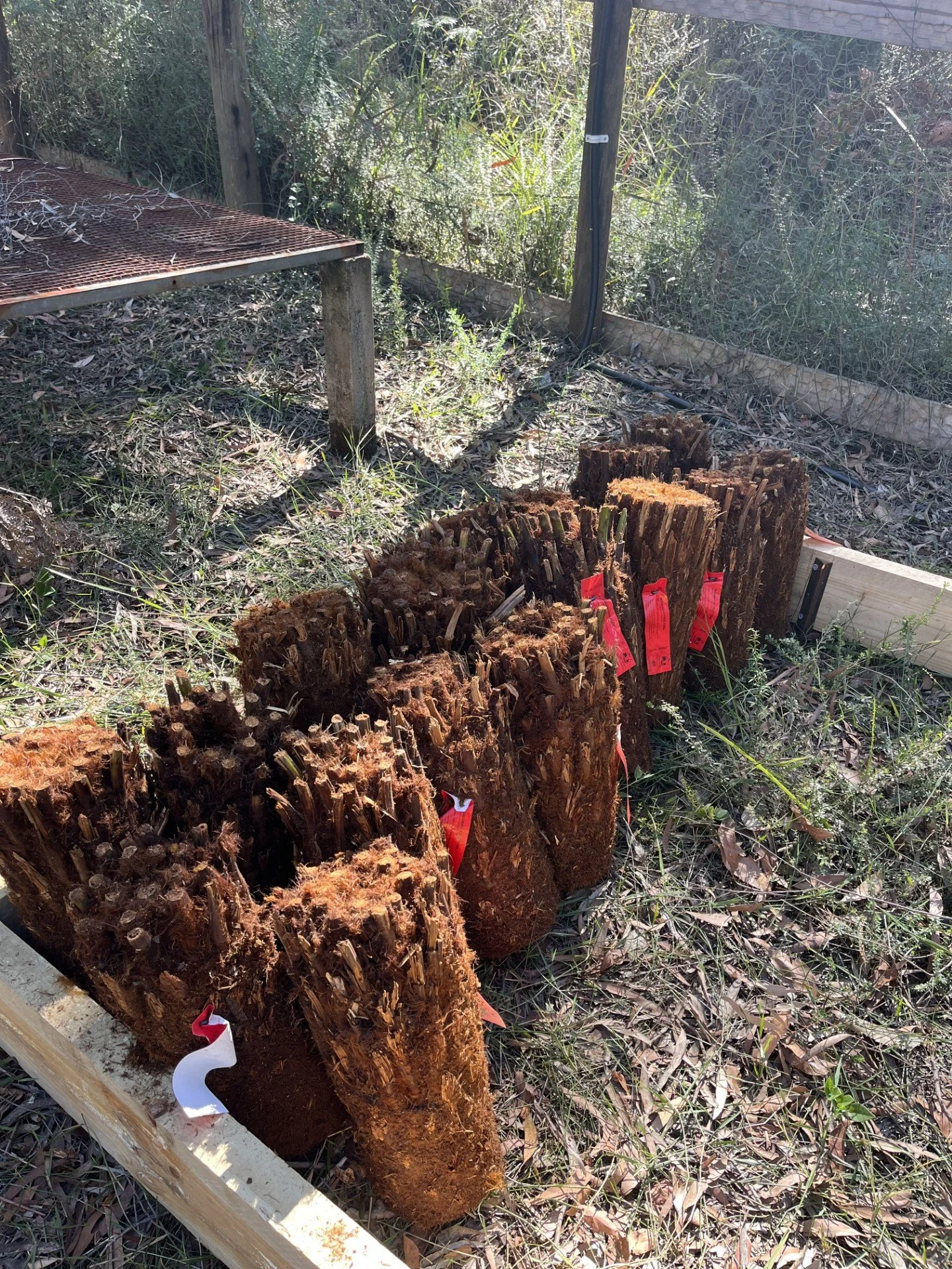 treeferns.com.au | Browse Our Tree Ferns
