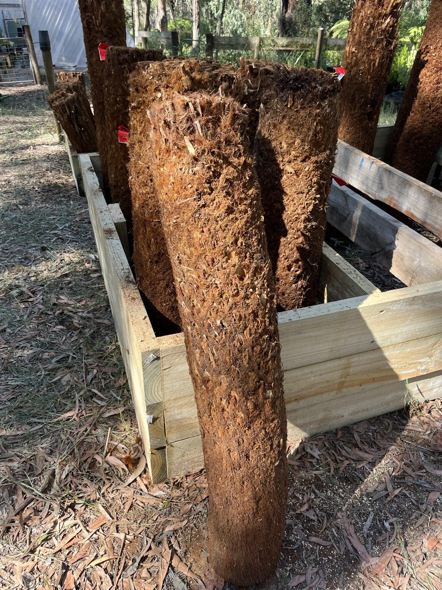 treeferns.com.au | Browse Our Tree Ferns