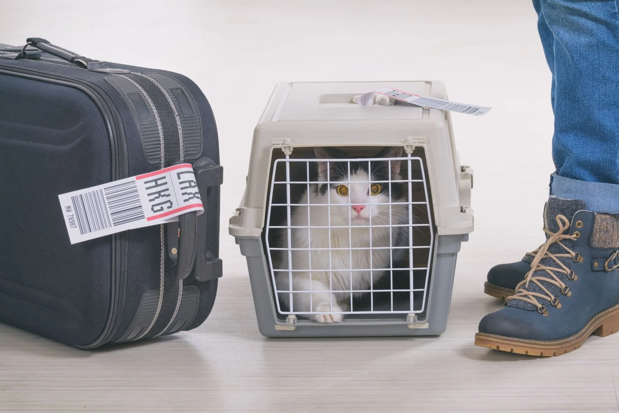 Chat Stressé: 7 Solutions Pour Retrouver un Chat Serein et Calme