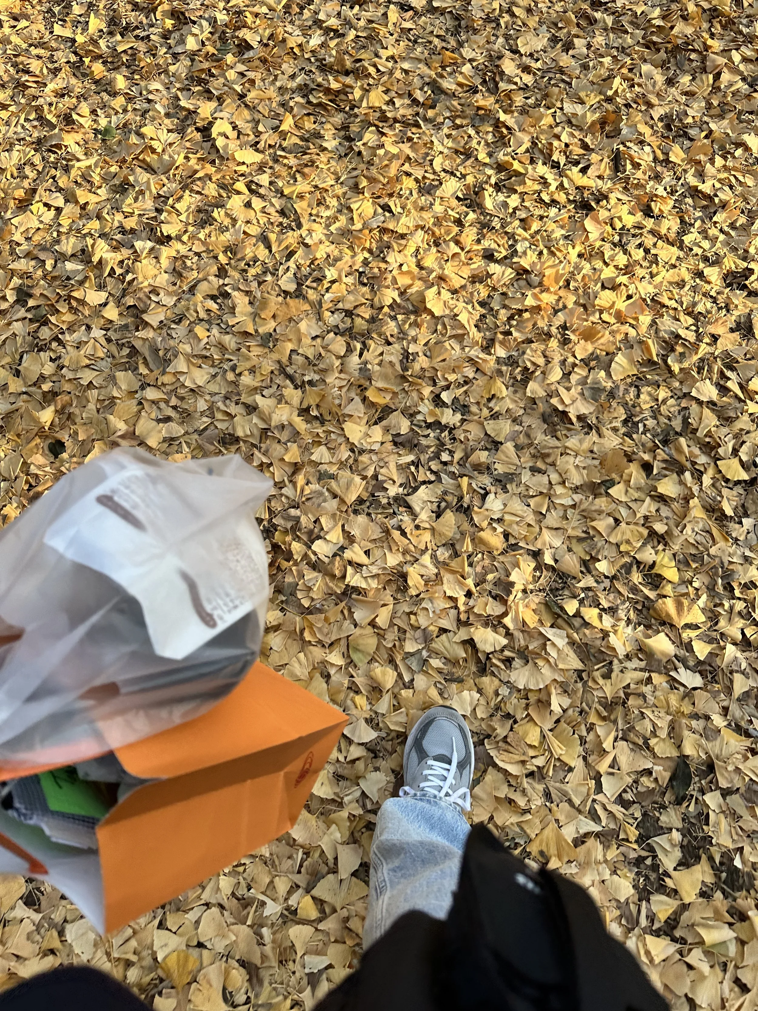 Yoyogi Park Tokyo: A Complete Guide to Hanami, Dog Runs, and Relaxing ...
