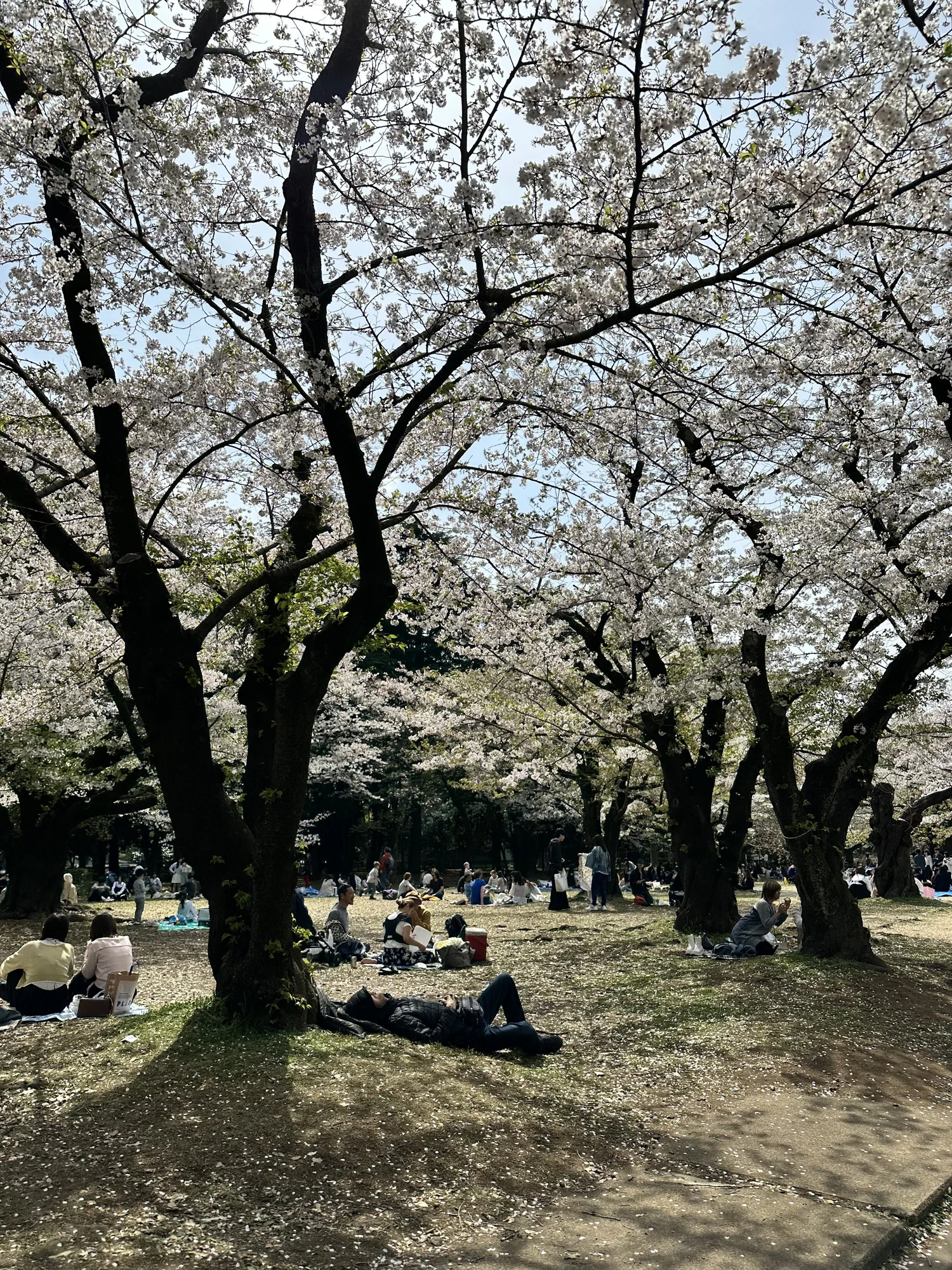 Yoyogi Park Tokyo: A Complete Guide to Hanami, Dog Runs, and Relaxing ...